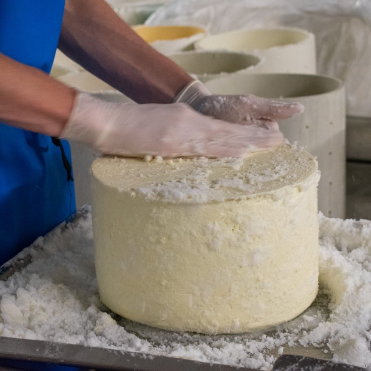Dry salting our Milawa Blue | Milawa Cheese Co. – Milawa Cheese Company